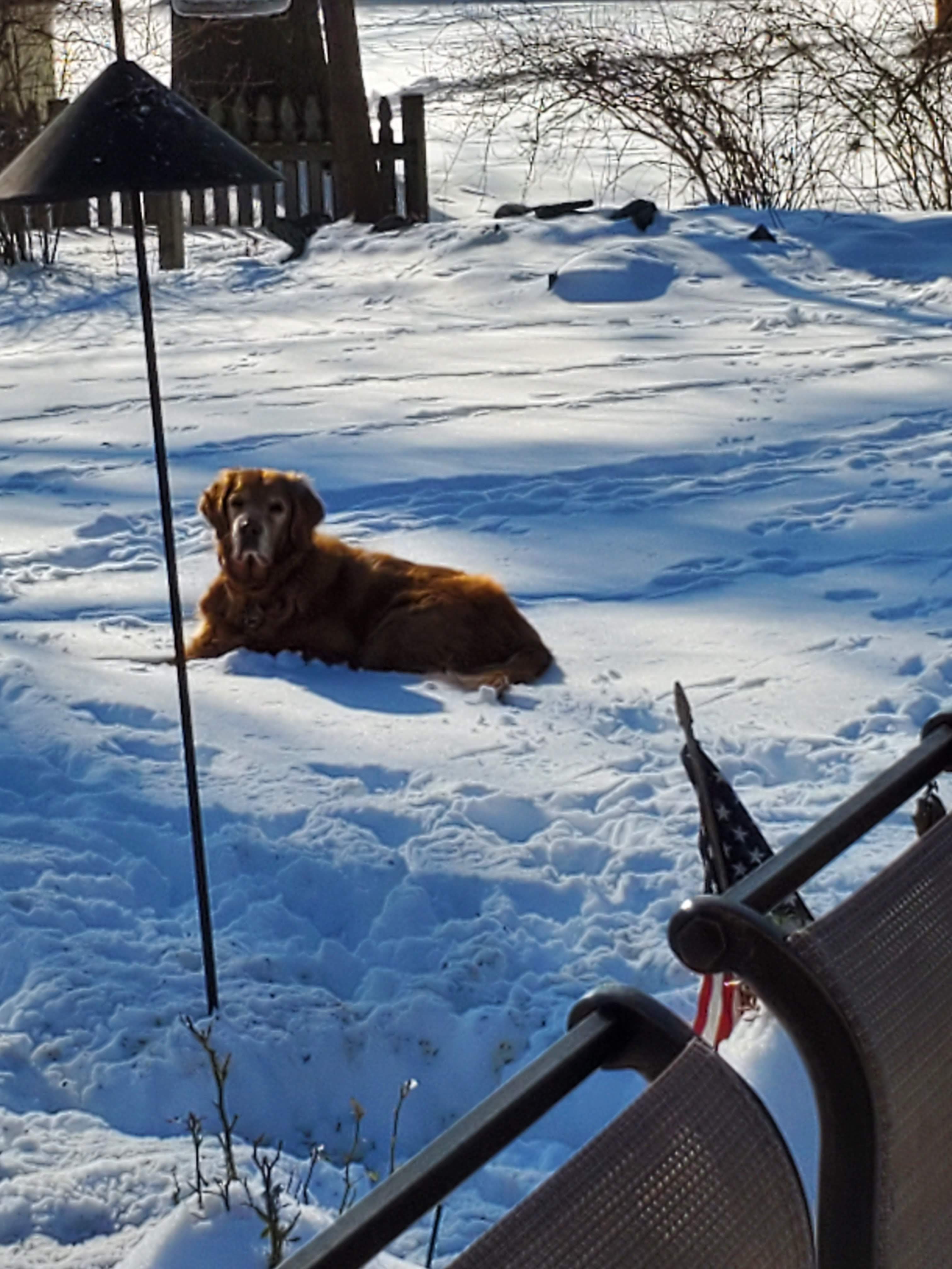 Razz, the goodest best boy! – Cosmicknitter