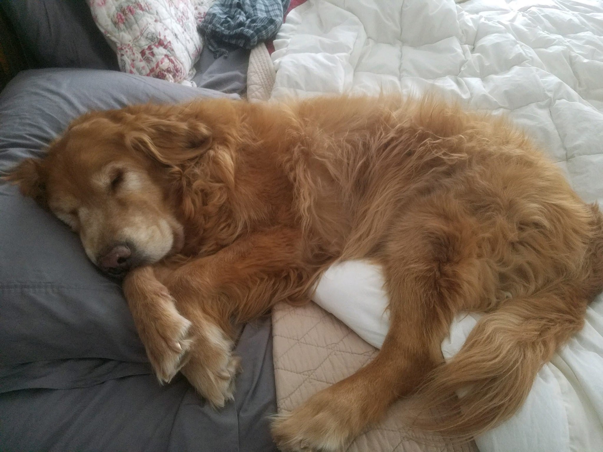 Razz, the goodest best boy! – Cosmicknitter