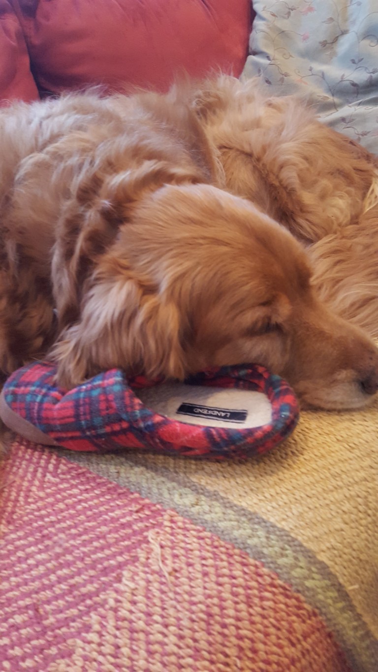 Razz, the goodest best boy! – Cosmicknitter