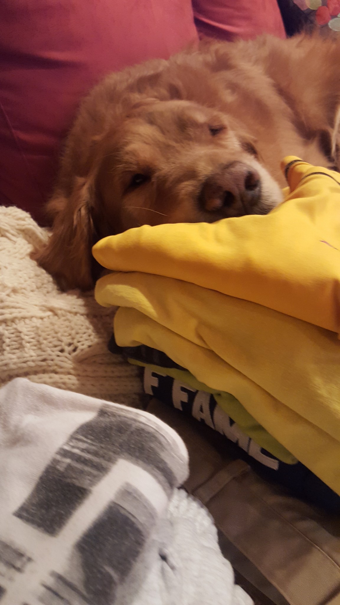 Razz, the goodest best boy! – Cosmicknitter