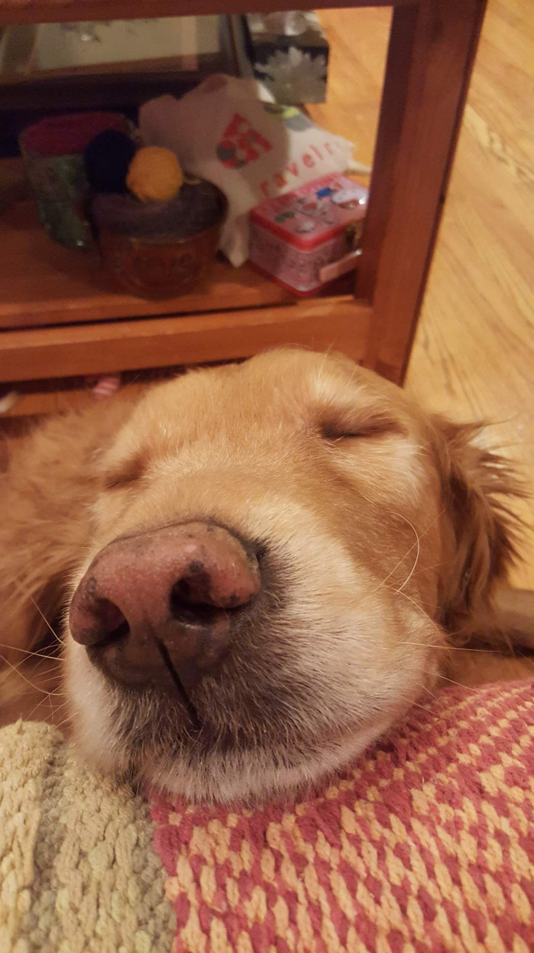 Razz, the goodest best boy! – Cosmicknitter