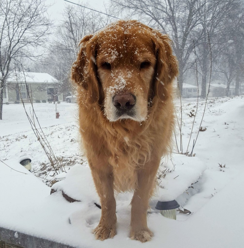 Razz, the goodest best boy! – Cosmicknitter