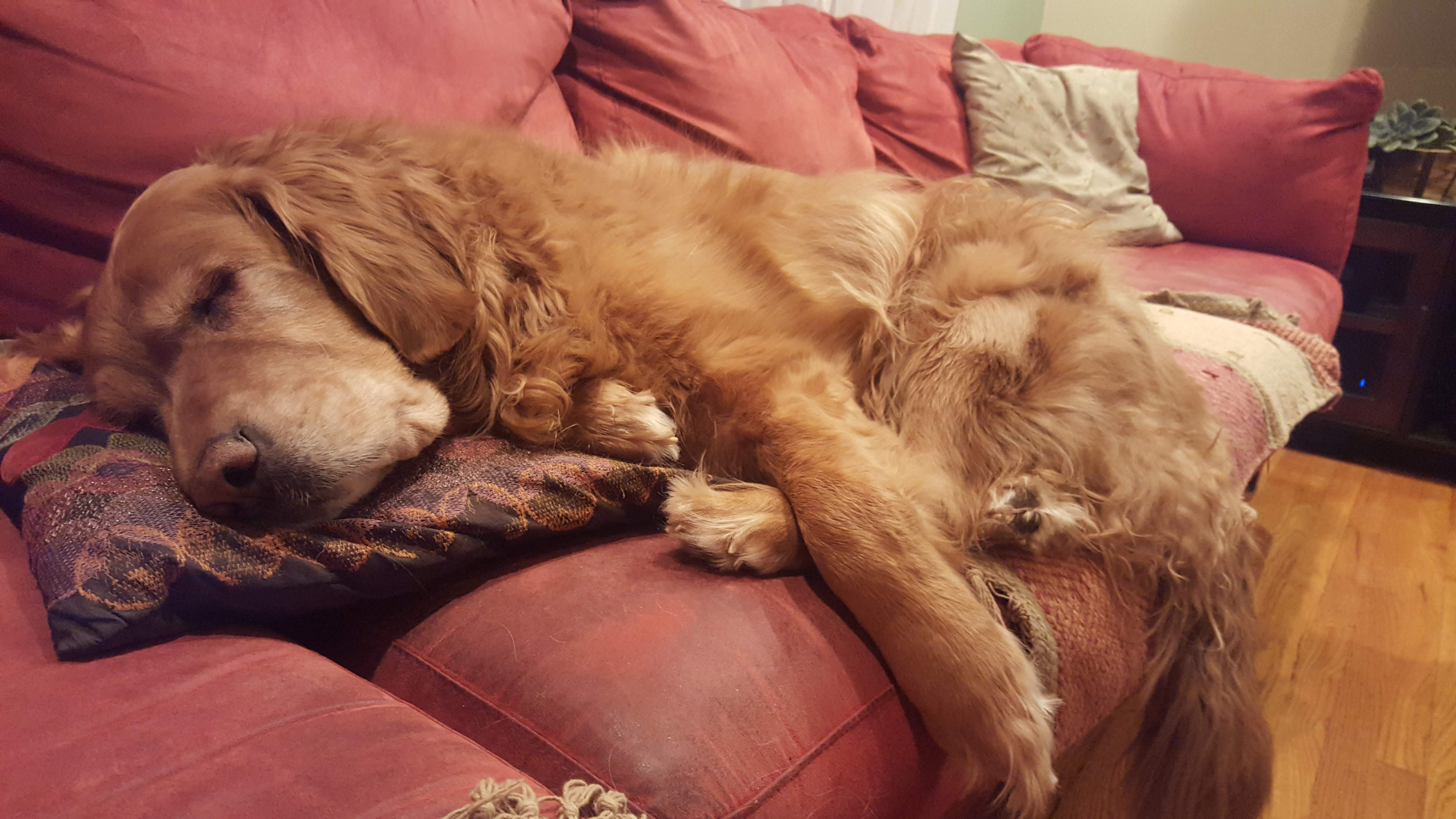 Razz, the goodest best boy! – Cosmicknitter