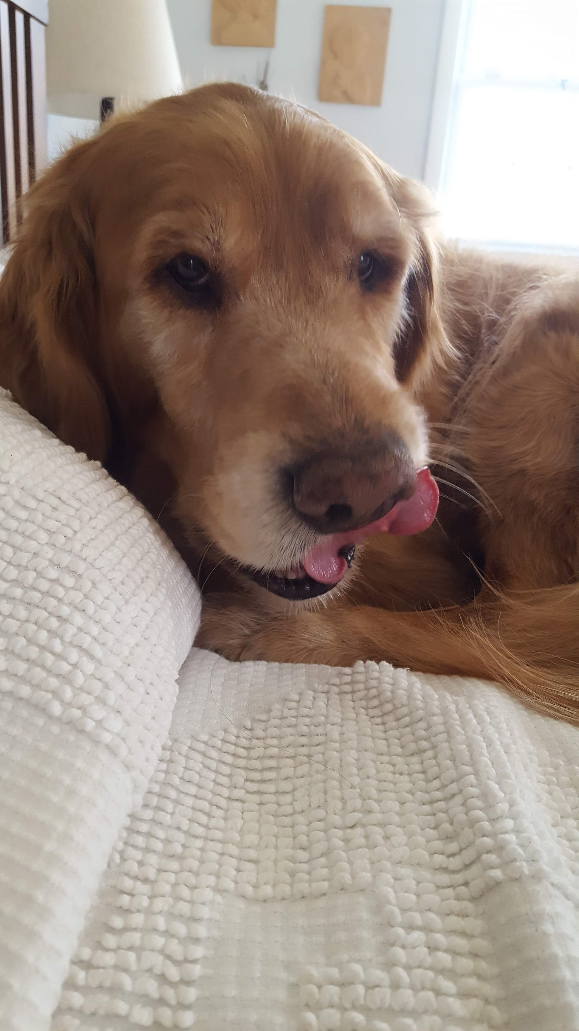 Razz, the goodest best boy! – Cosmicknitter